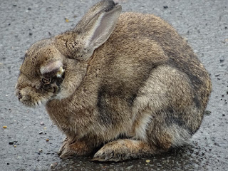 Nyulak vérzéses és myxomatosis betegsége | Állatorvosi Rendelő, Solymár ...